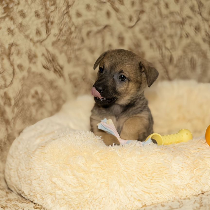 Щенок в добрые руки