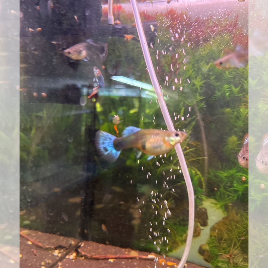 Гуппи рыбки отрадное