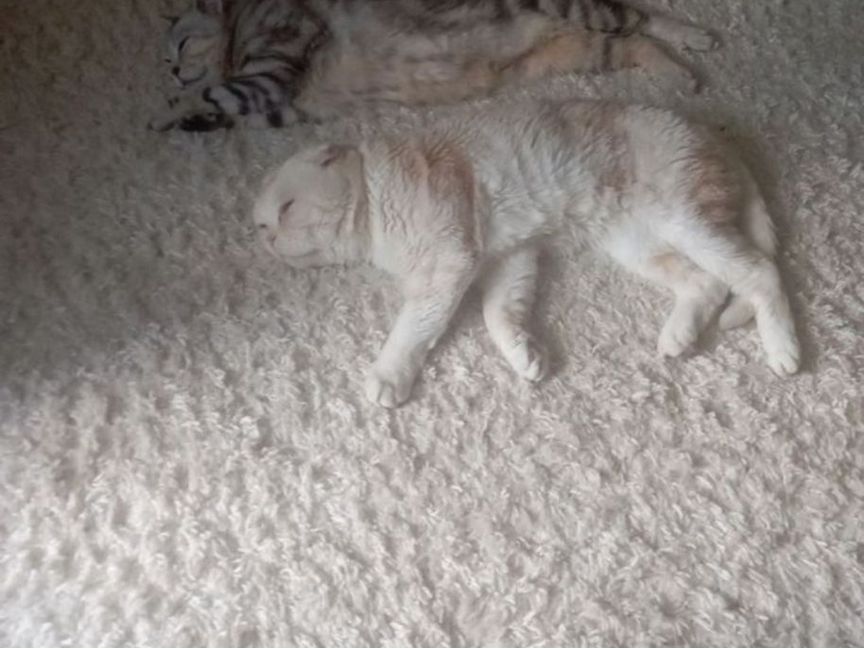 Домашние животные кошки