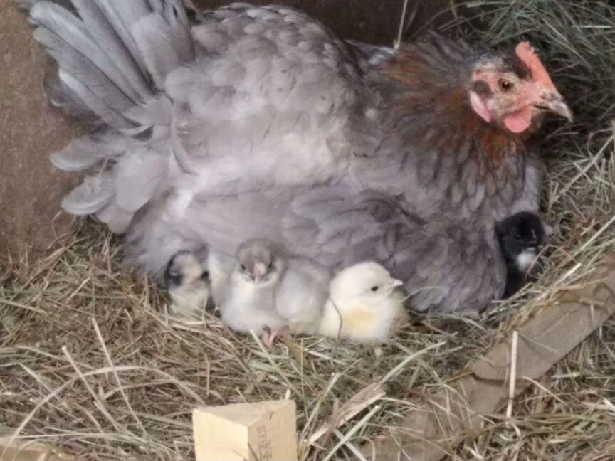 Клушка с цыплятами