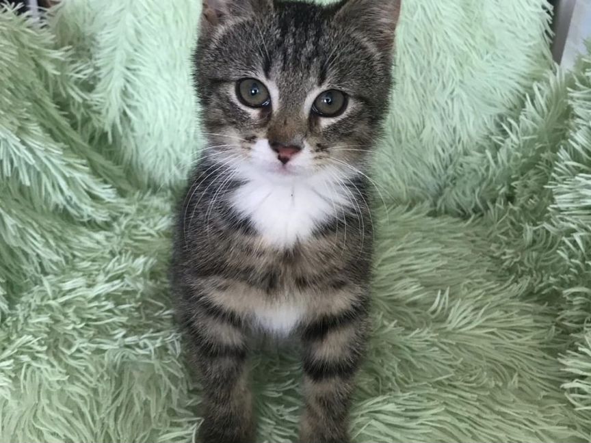 Маленький непоседа в добрые ручки