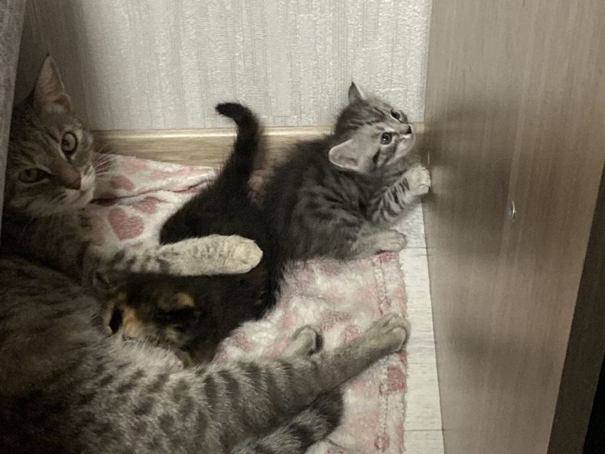 Милые котята, в добрые руки. Котятам 1мес