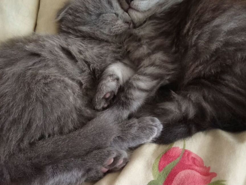 Котята вислоухие