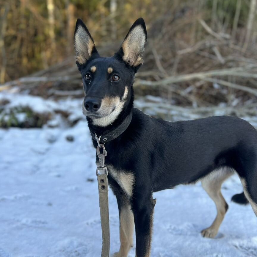 Собака в добрые руки