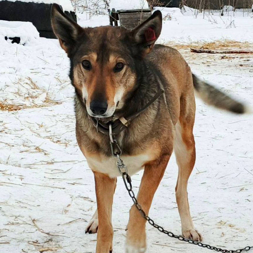 Взрослая собака в добрые руки