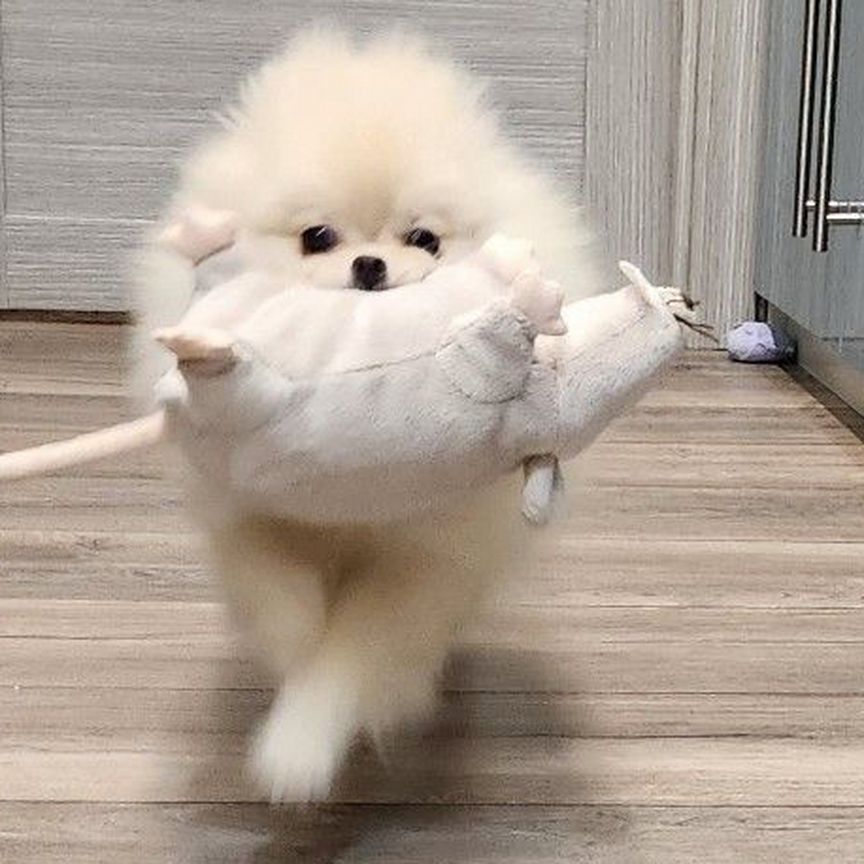 Померанский шпиц девочка