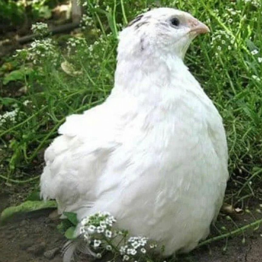 Перепел техасский самцы