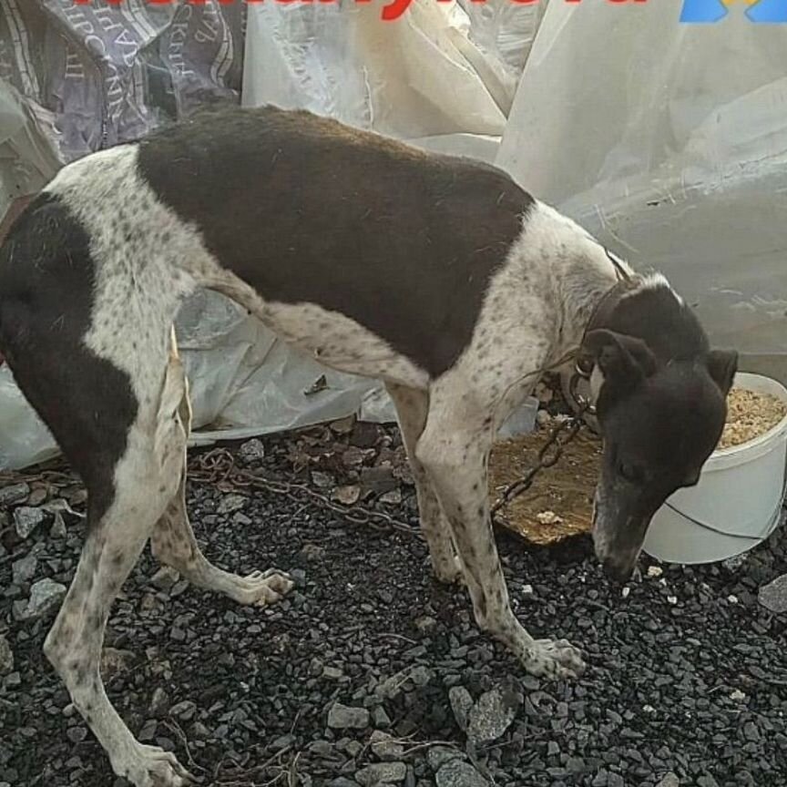 Испанская гончая, взрослая собака