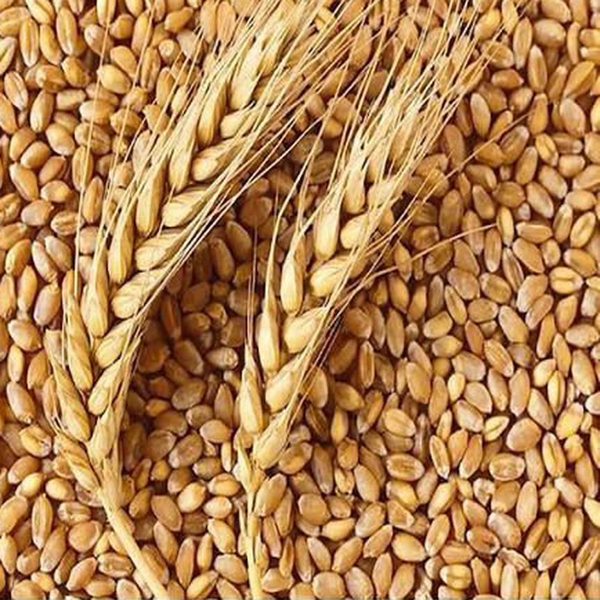 Закуп зерновых культур