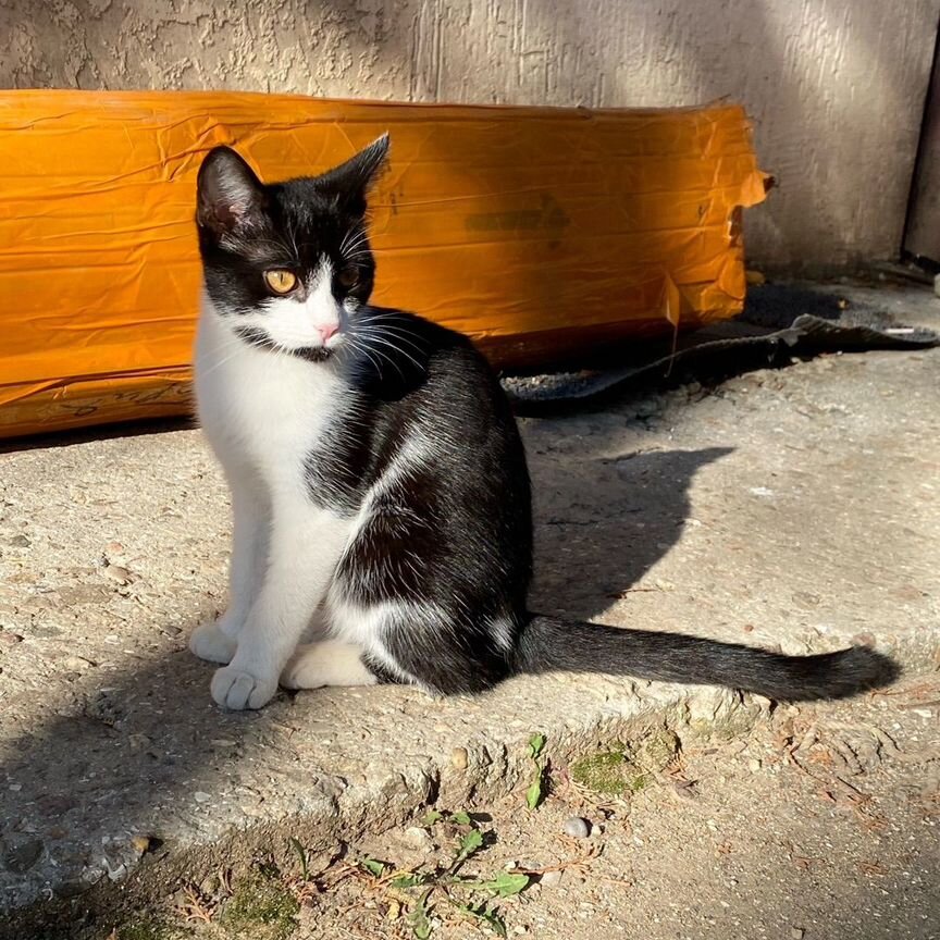 Котята в добрые руки даром