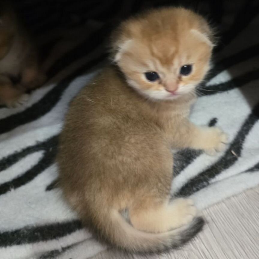 Шотландский вислоухий короткошёрстный котёнок