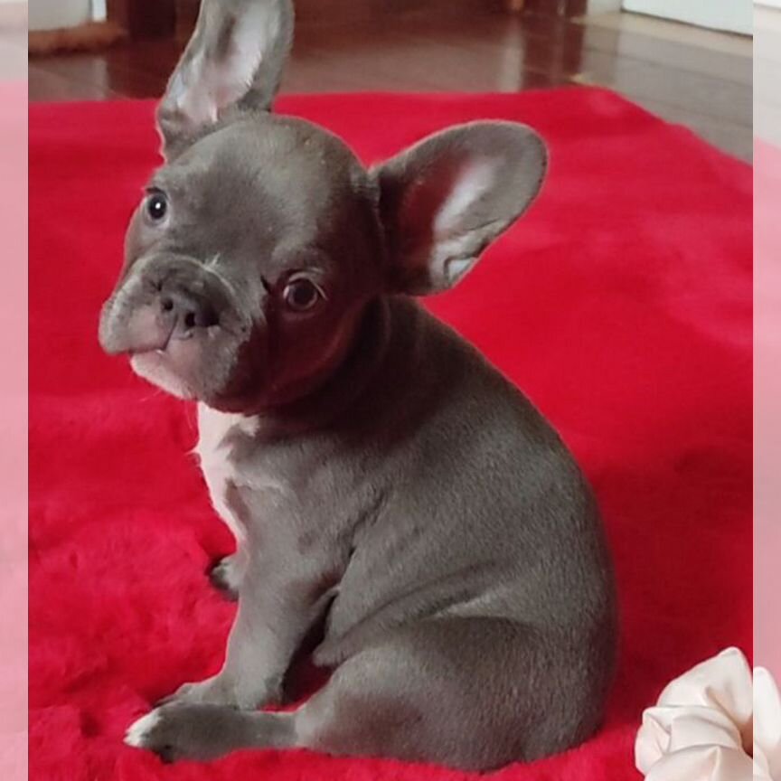 Французский бульдог, щенок