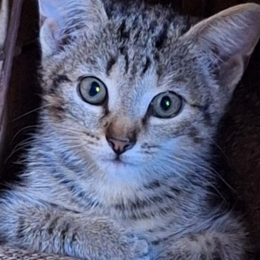 Милый котёнок-девочка Жива, 4 мес