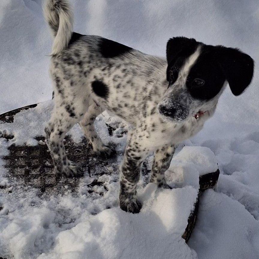 Щенок в добрые руки бесплатно