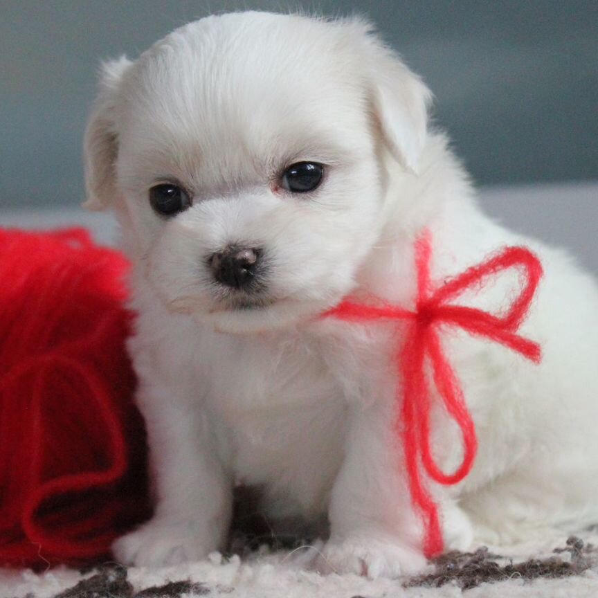 Мальтипу, щенок