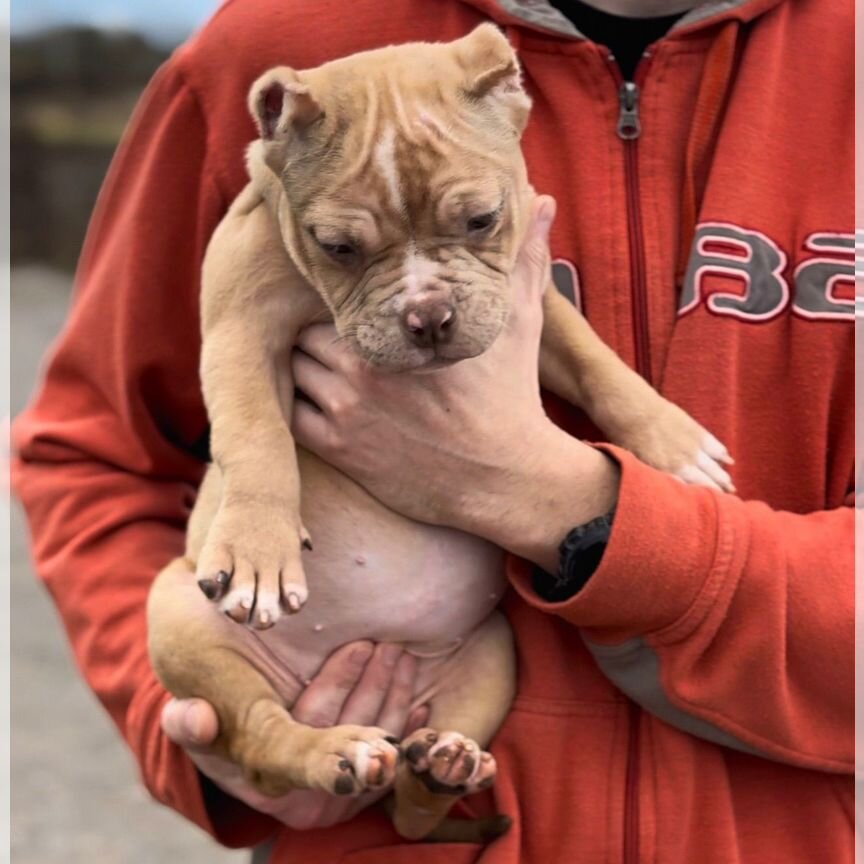 Американский булли, щенок