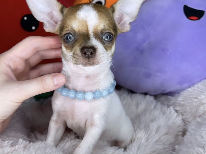 Мини Голубоглазый Малыш