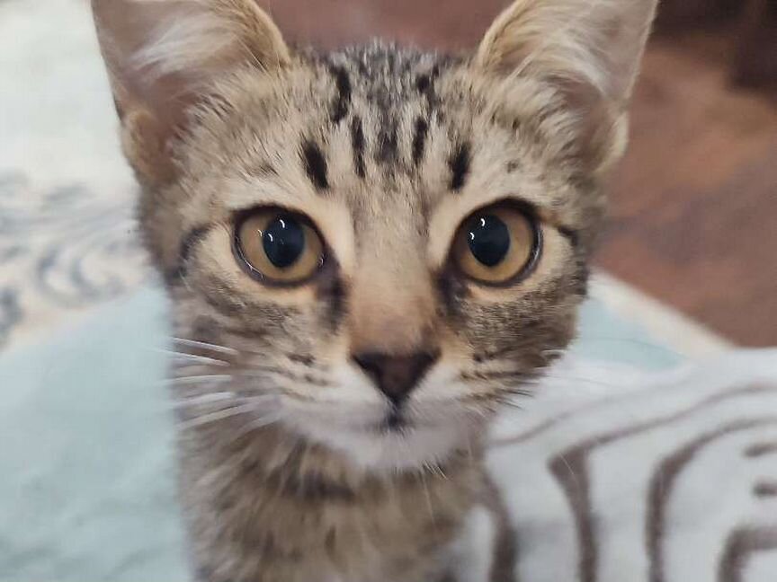Кошка в дар бесплатно