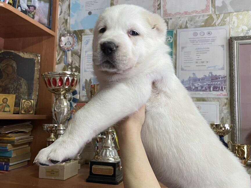 Среднеазиатская овчарка кобели 40 дней