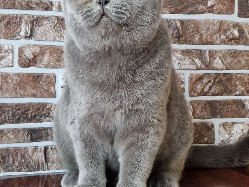 Британская короткошерстная