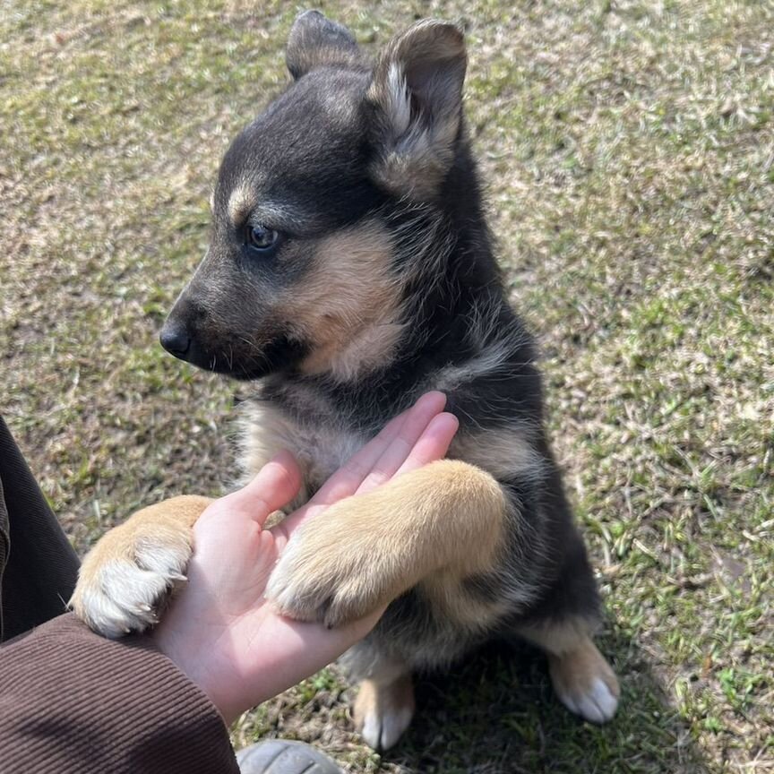 Щенок в добрые руки