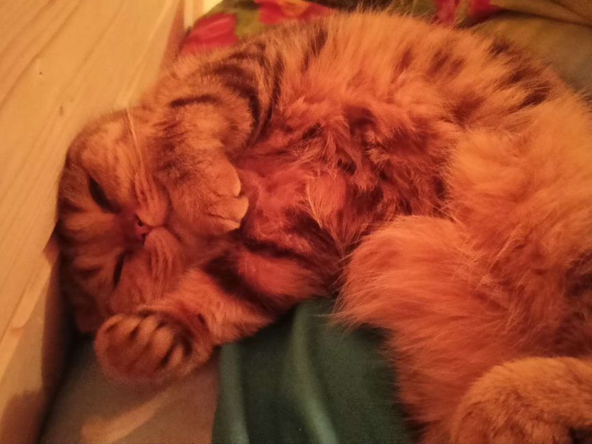 Отдаю кошку в добрые руки