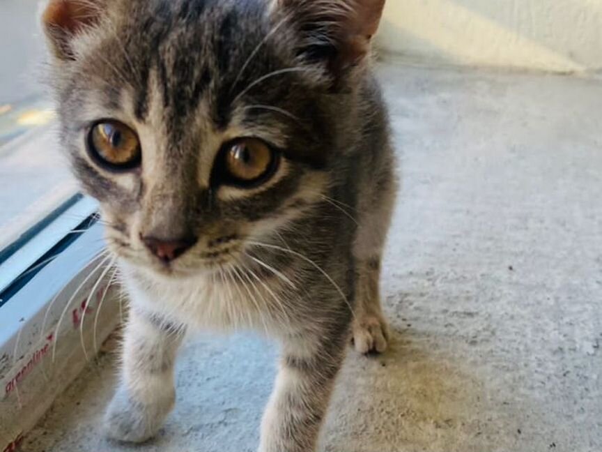 Котенок,в добрые руки