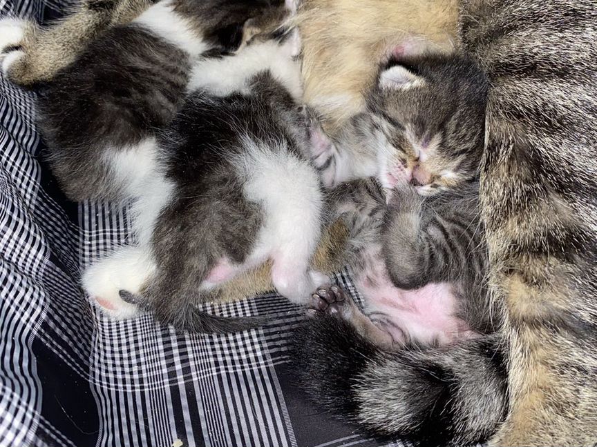 Кошка