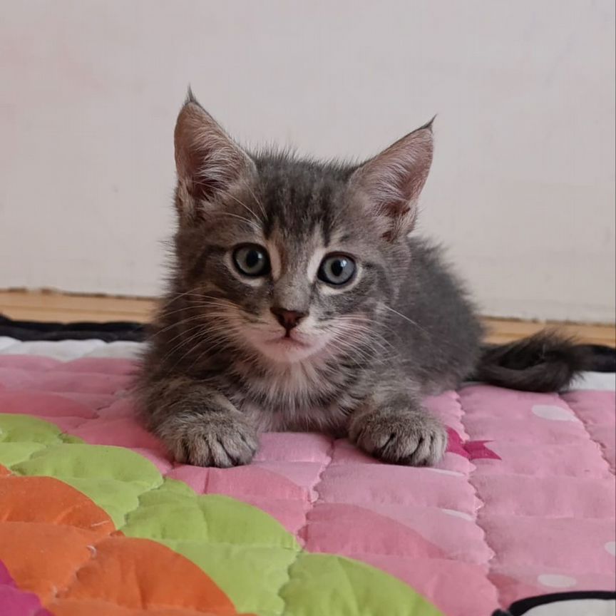 Котёнок (мальчик) отдам в добрые хорошие руки