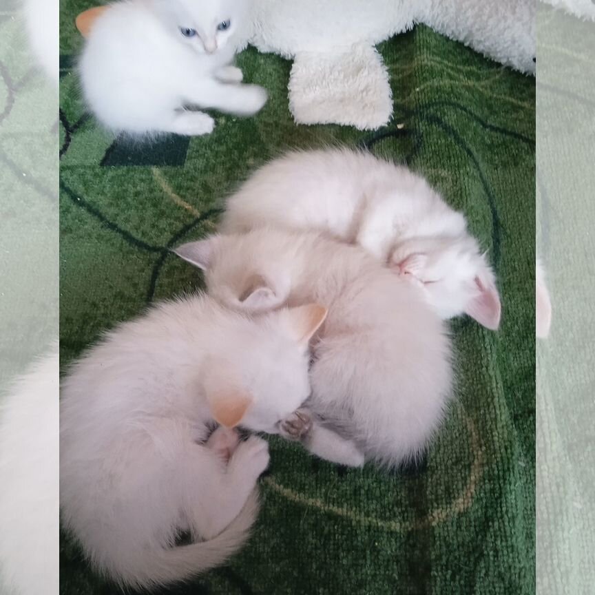 Кошки