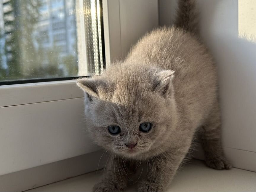 Британские котята