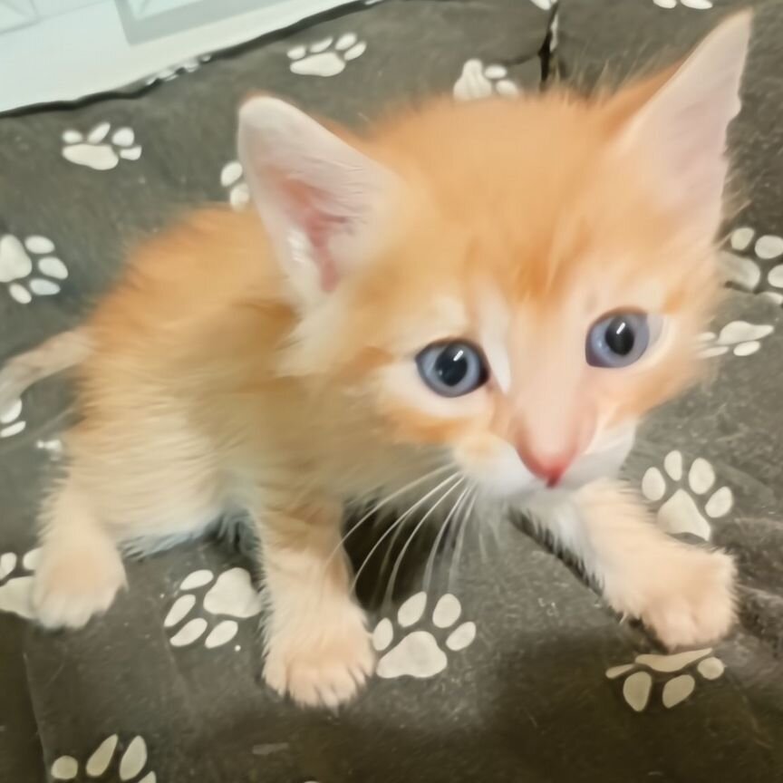 Котёнок в добрые руки