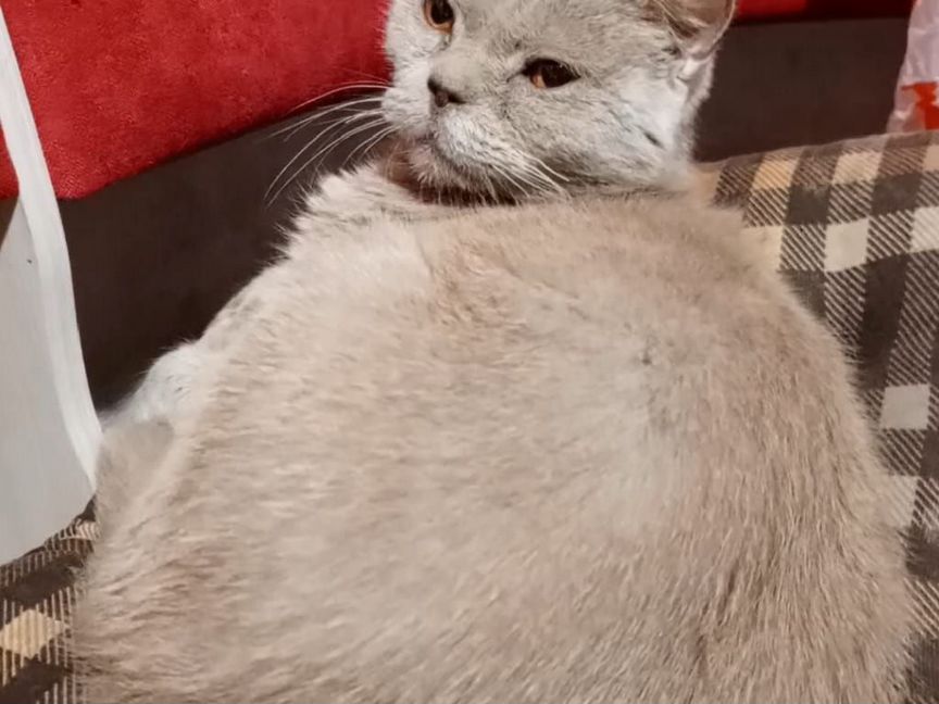 Кот