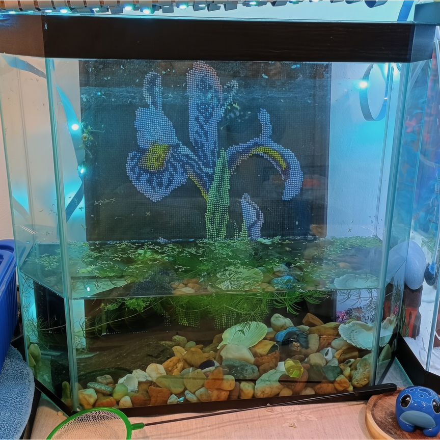 Аквариум, рыбы, корм, растения