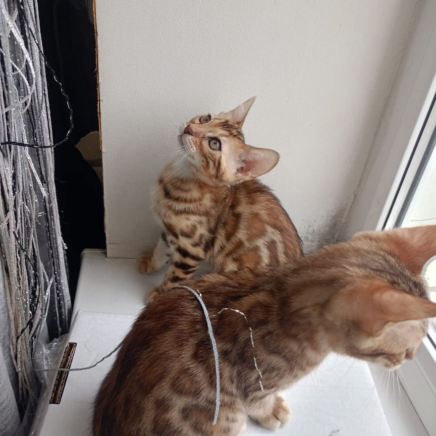 Бенгальские котята