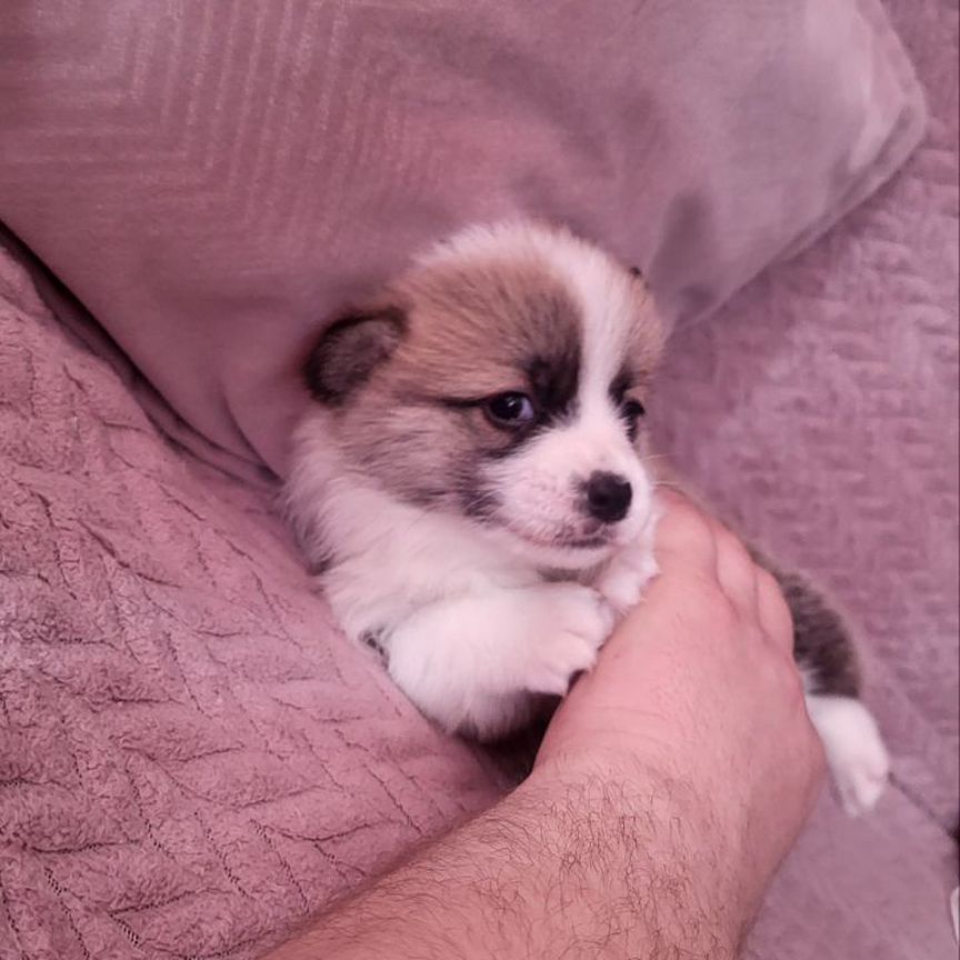 Щенок корги мальчик