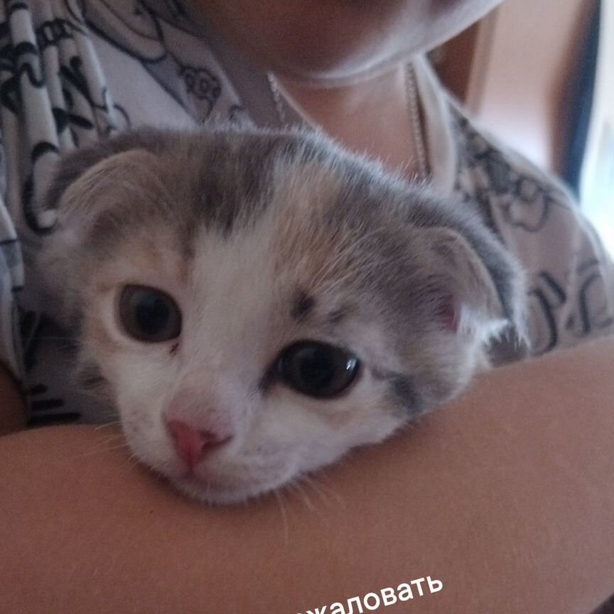 Отдам в хорошие руки котенка