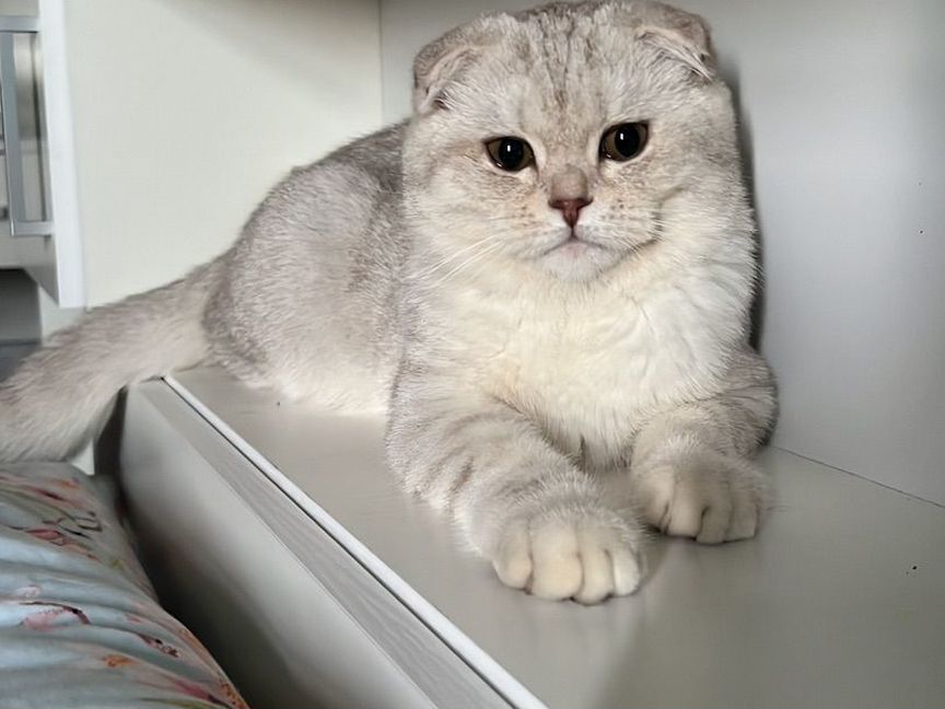 Шотланский вислоухий кот