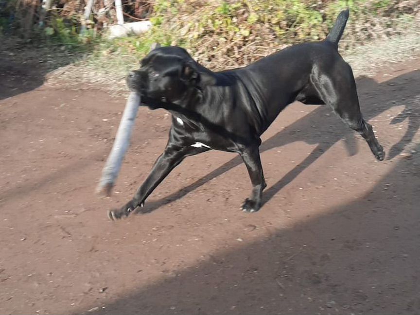 Вязка коне корс