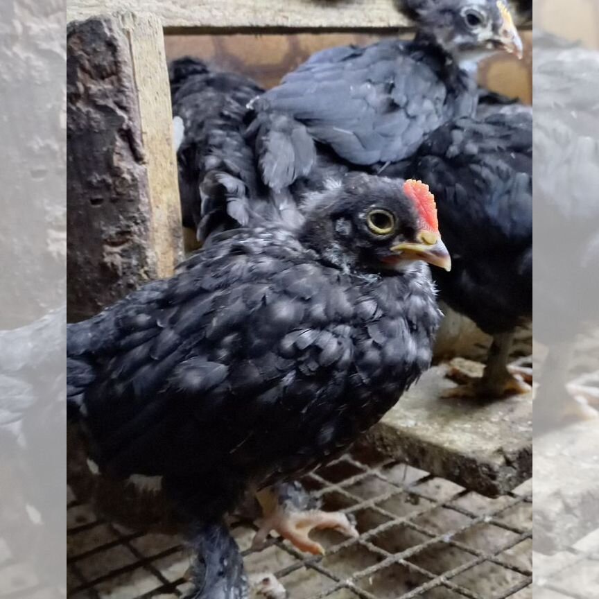 Петушки Доминант 109