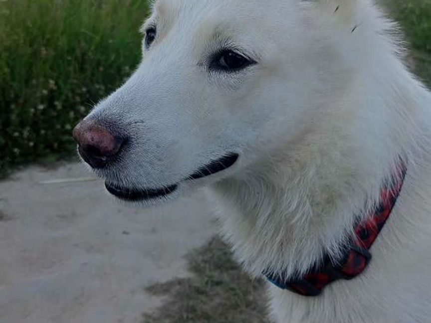 Кобель для вязки