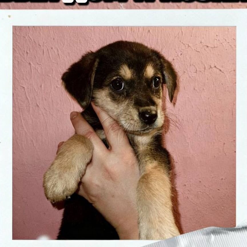 Щенок в добрые руки