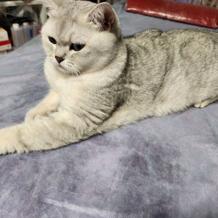 Кошечка скоттишь-страйт на вязку