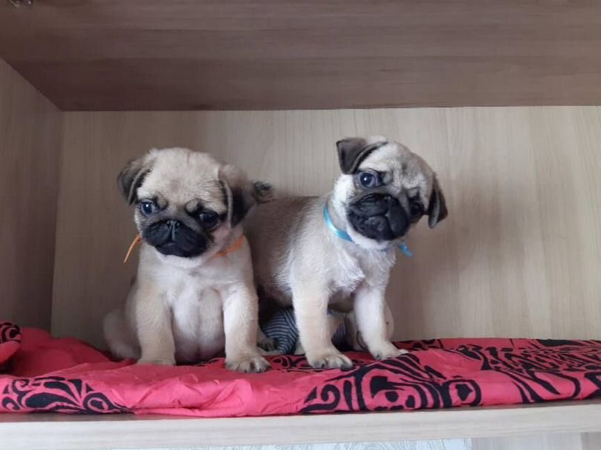 Очаровательные щенки мопса