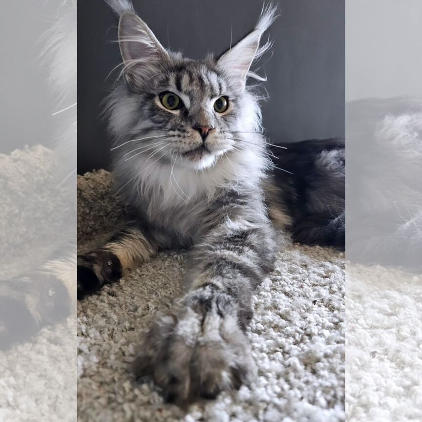 Котенок мальчик мейн-кун