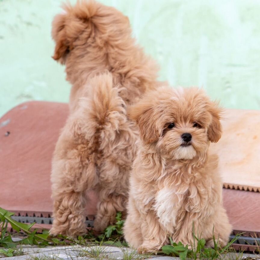 Мальтипу, щенок