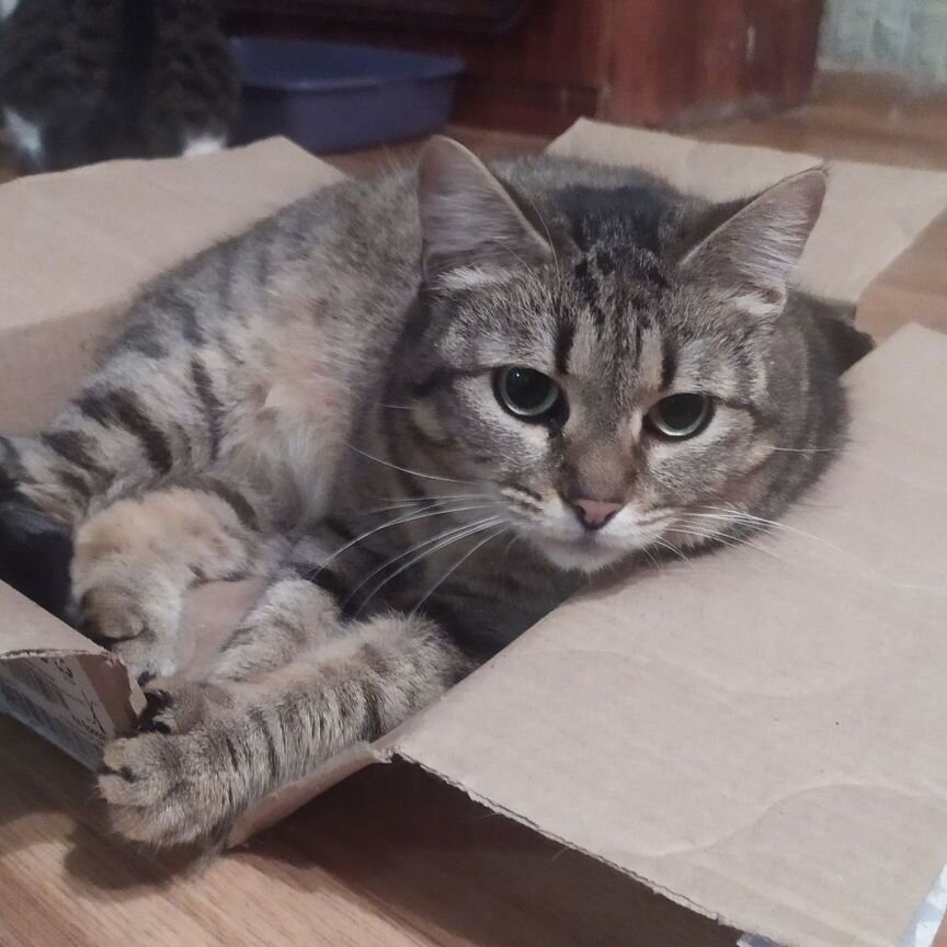 Взрослая кошечка в добрые руки