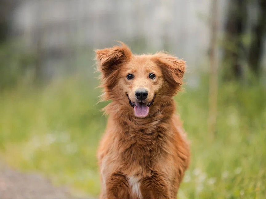 Дейзи ищет семью