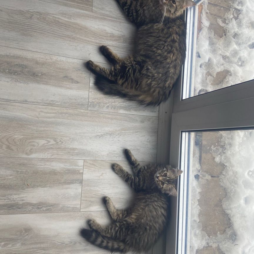 Котенок мейкун помесь