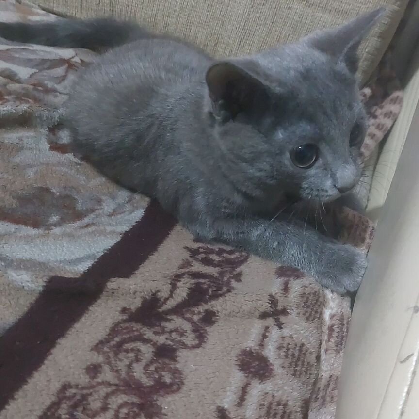 Хорошая кошечка, 2 месяца